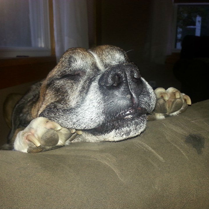 These 25 Adorable Mutts Show How Awesome Mixed Breed Dogs Really Are!