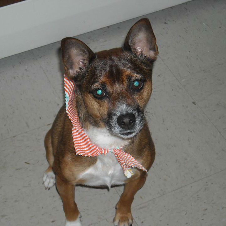 These 25 Adorable Mutts Show How Awesome Mixed Breed Dogs Really Are!