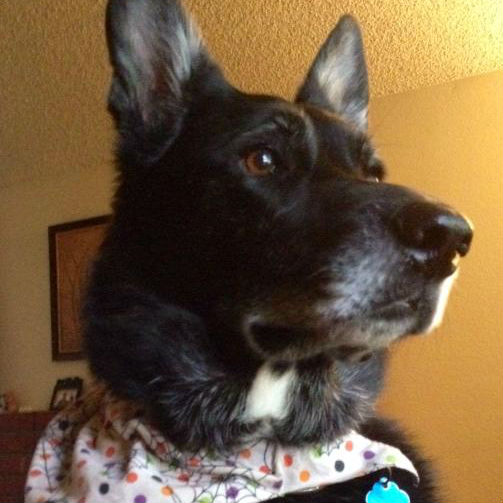 These 25 Adorable Mutts Show How Awesome Mixed Breed Dogs Really Are!