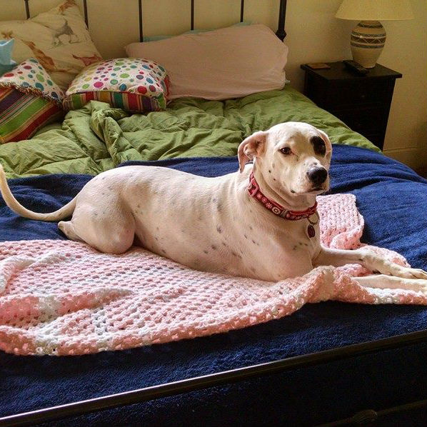 These 25 Adorable Mutts Show How Awesome Mixed Breed Dogs Really Are!