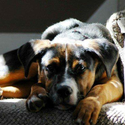 These 25 Adorable Mutts Show How Awesome Mixed Breed Dogs Really Are!