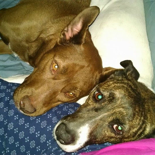 These 25 Adorable Mutts Show How Awesome Mixed Breed Dogs Really Are!