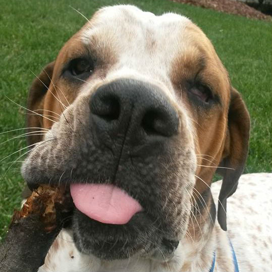 These 25 Adorable Mutts Show How Awesome Mixed Breed Dogs Really Are!