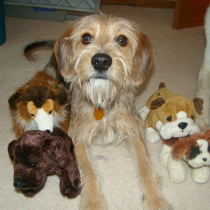 These 25 Adorable Mutts Show How Awesome Mixed Breed Dogs Really Are!