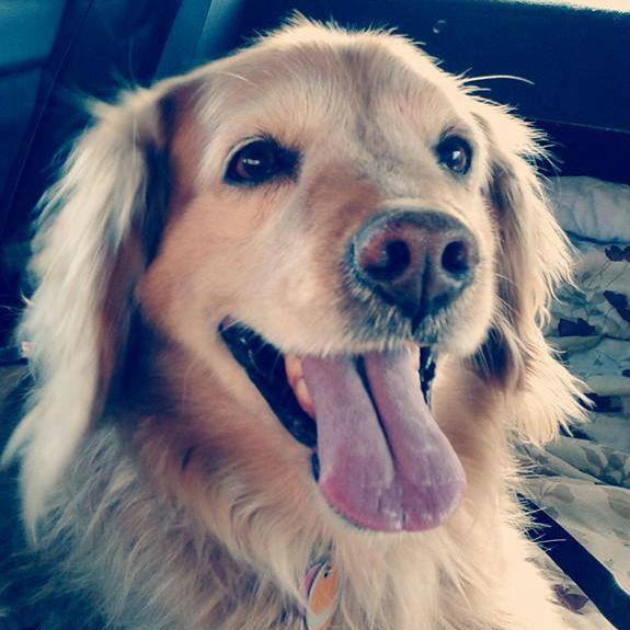 These 25 Adorable Mutts Show How Awesome Mixed Breed Dogs Really Are!