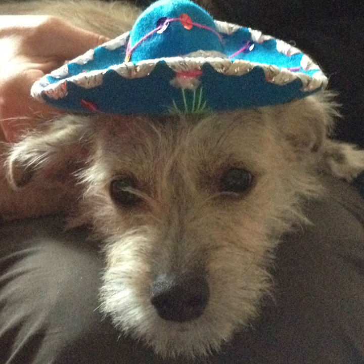 These 25 Adorable Mutts Show How Awesome Mixed Breed Dogs Really Are!