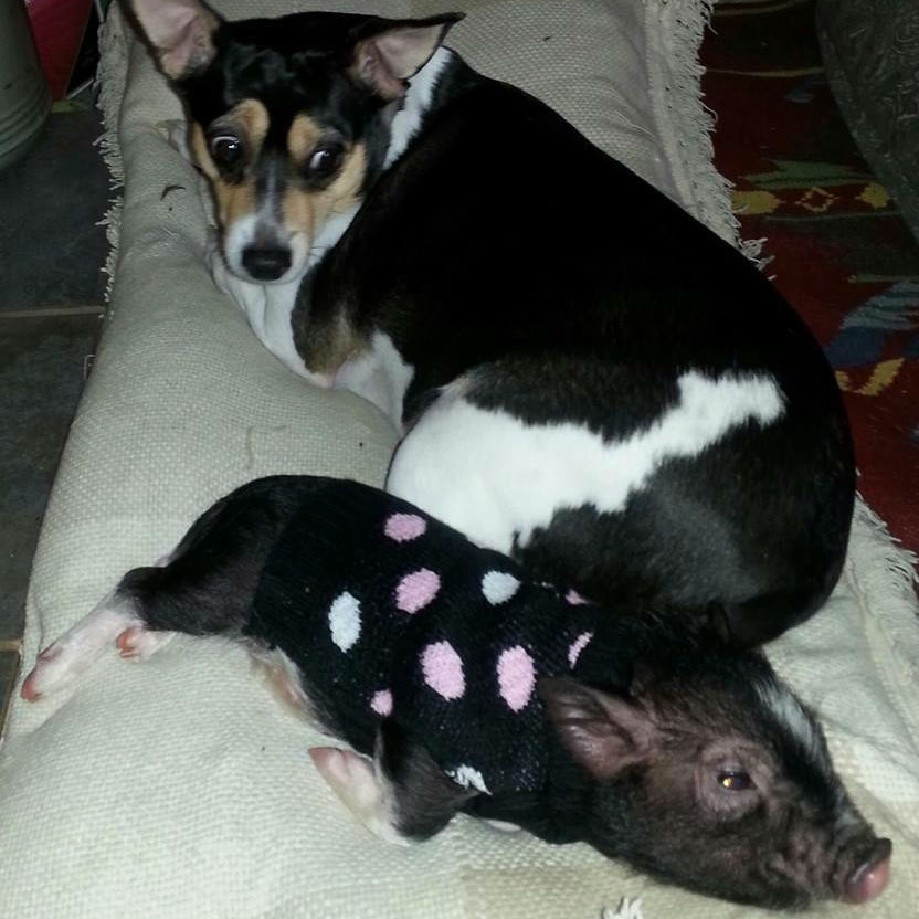 These 25 Adorable Mutts Show How Awesome Mixed Breed Dogs Really Are!