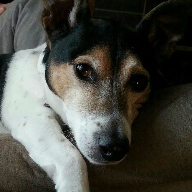 These 25 Adorable Mutts Show How Awesome Mixed Breed Dogs Really Are!