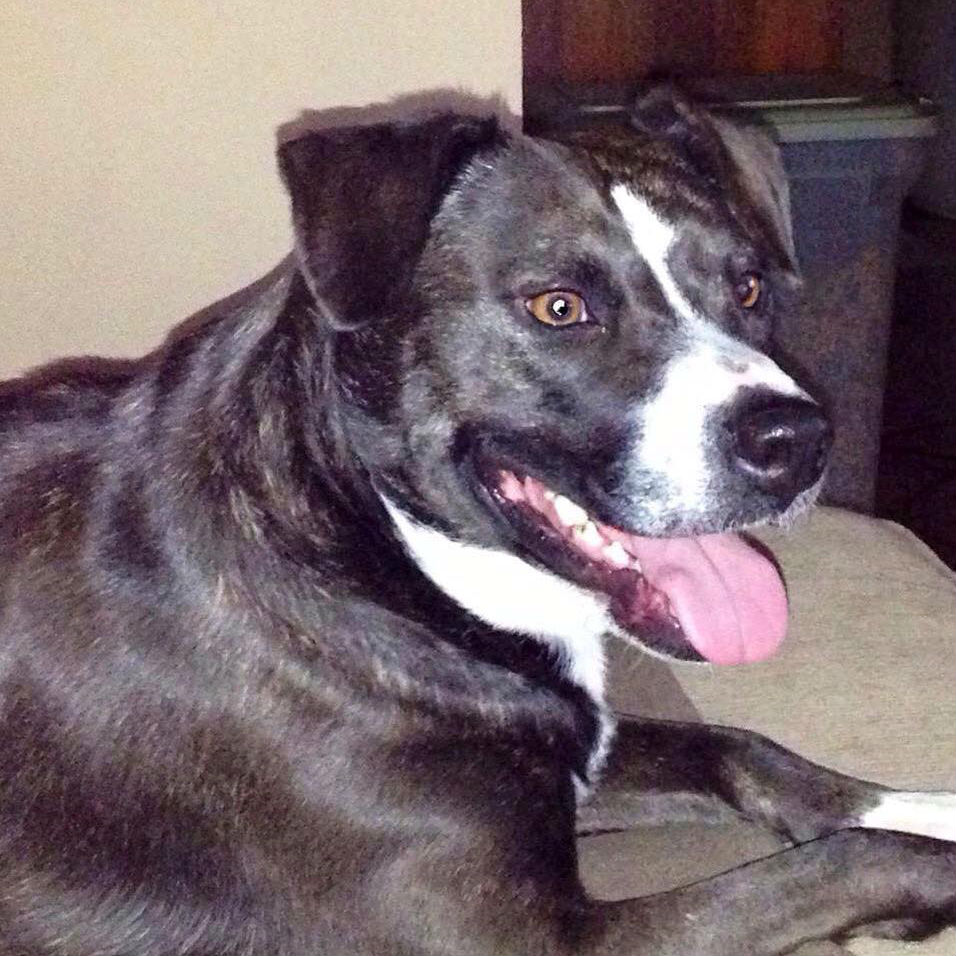 These 25 Adorable Mutts Show How Awesome Mixed Breed Dogs Really Are!