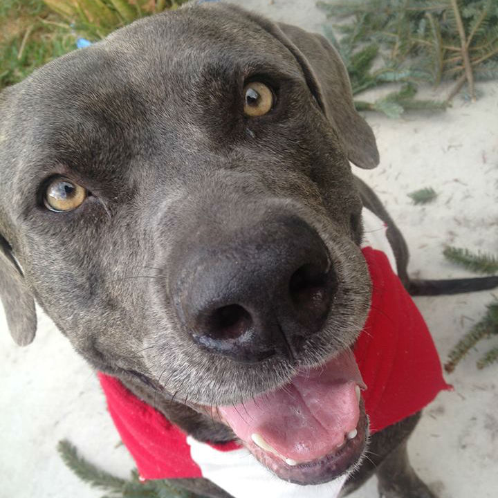 These 25 Adorable Mutts Show How Awesome Mixed Breed Dogs Really Are!