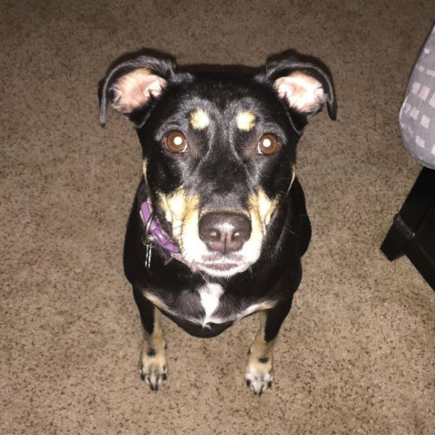 These 25 Adorable Mutts Show How Awesome Mixed Breed Dogs Really Are!