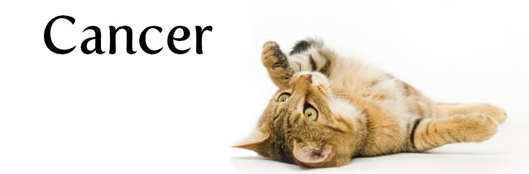 FLUTD: Feline Lower Urinary Tract Disease - Cat Renal and Urinary ...