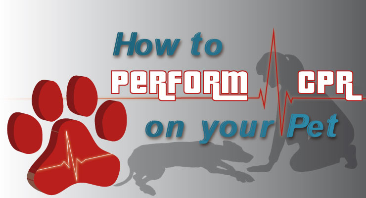How to Perform CPR on Your Pet | EntirelyPets