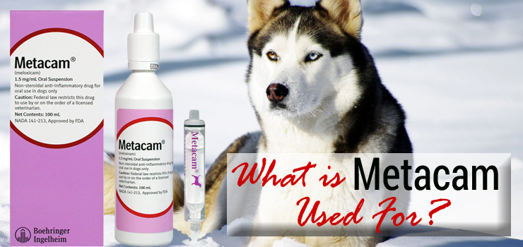 What Is Metacam Used For In Dogs? | EntirelyPets