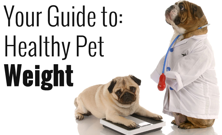 Guide to Healthy Pet Weight | EntirelyPets