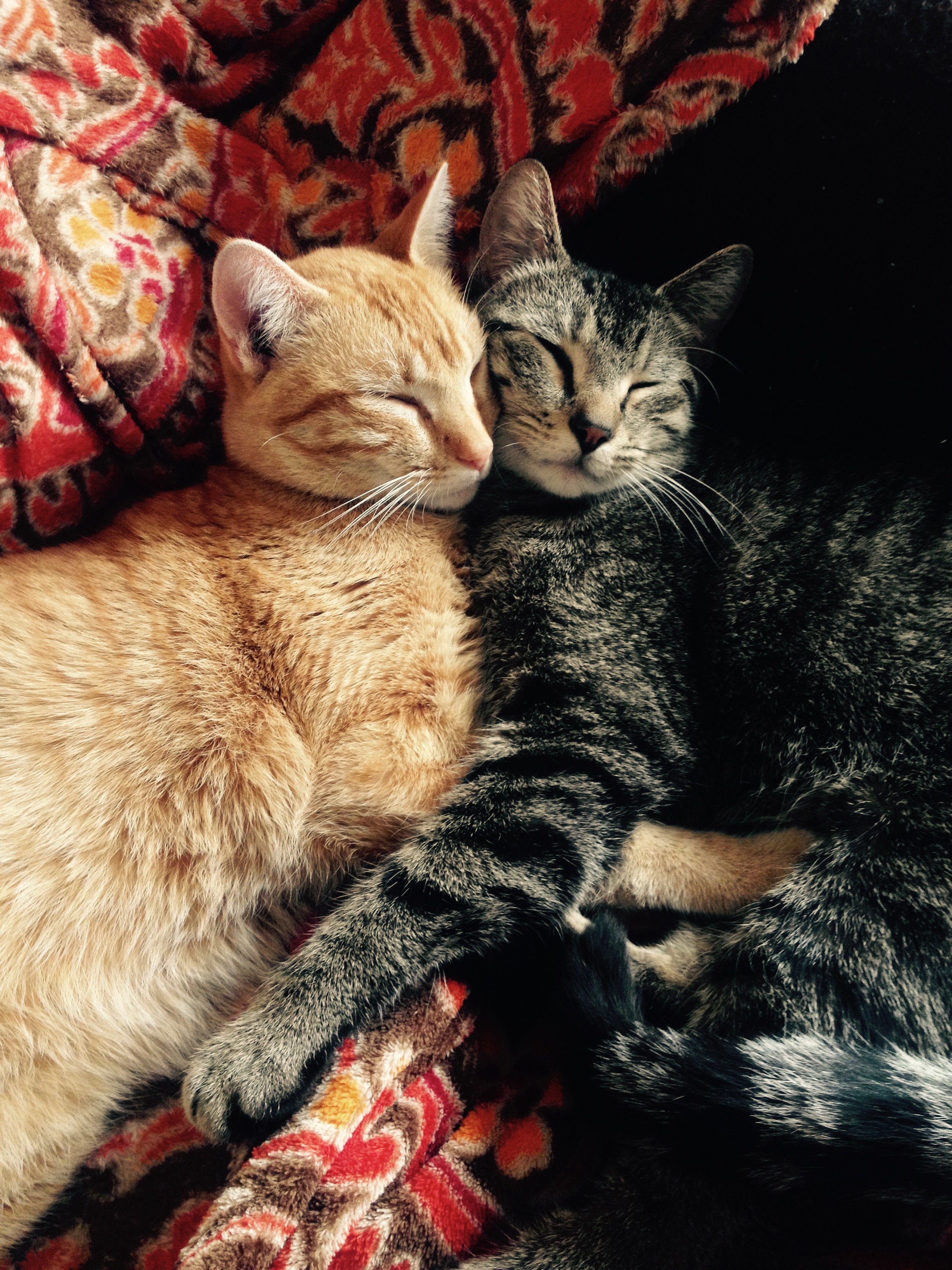 The 10 Cutest Types of Cat Hugs - Happy Hug Your Cat Day! | EntirelyPets
