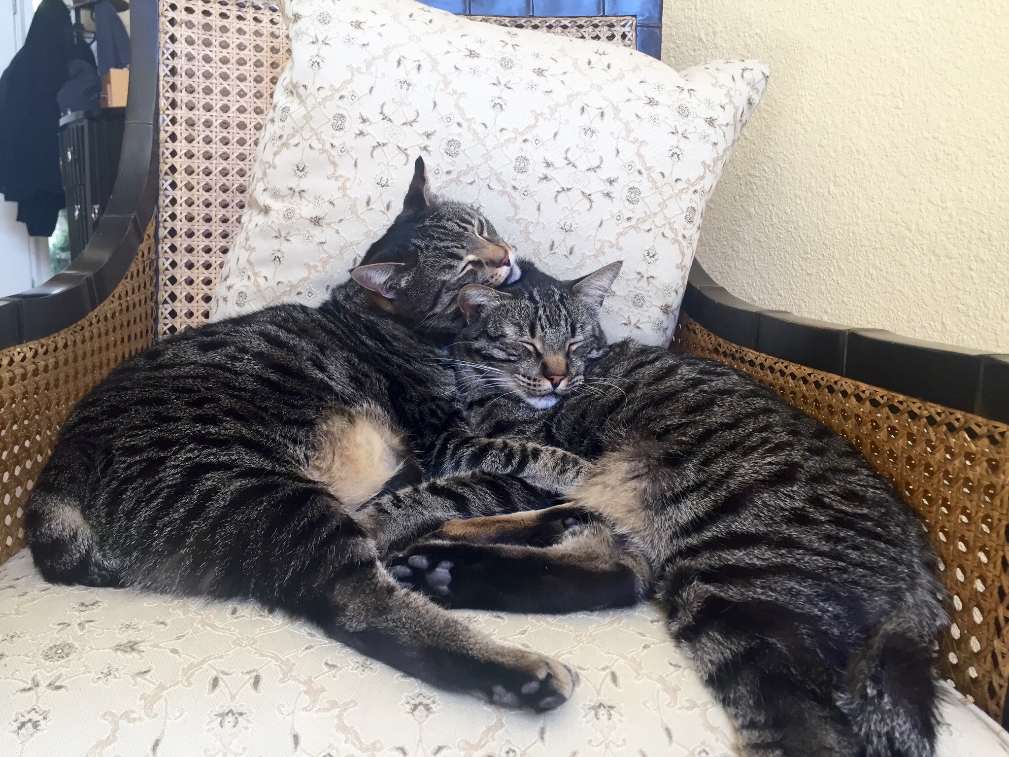 The 10 Cutest Types of Cat Hugs - Happy Hug Your Cat Day! | EntirelyPets