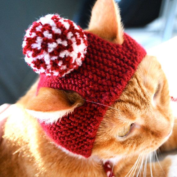 15 Adorably Fashionable Pets Who Pull Off The Color Red Better Than You