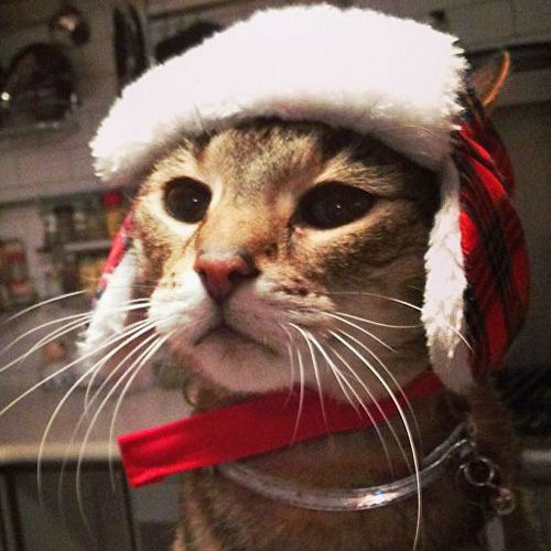 15 Adorably Fashionable Pets Who Pull Off The Color Red Better Than You