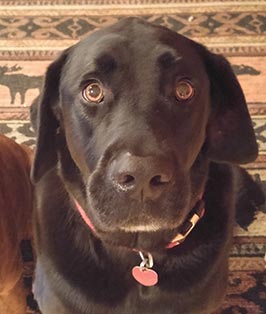 Meet Diesel, The Gentle Giant | On Sale | EntirelyPets