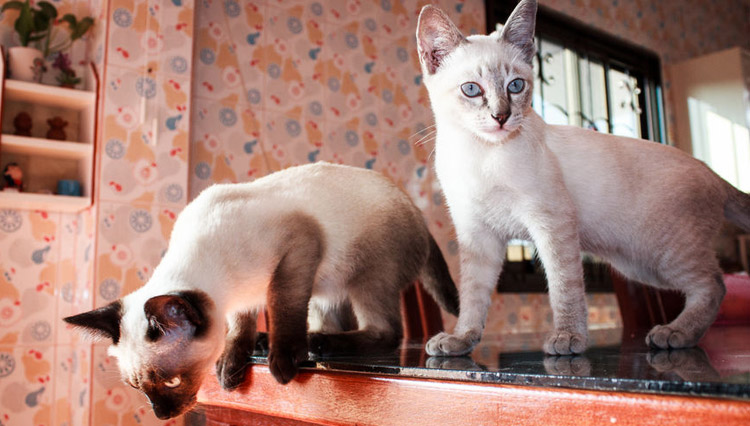 Learn How to Discipline Your Cat (The Right Way) | EntirelyPets