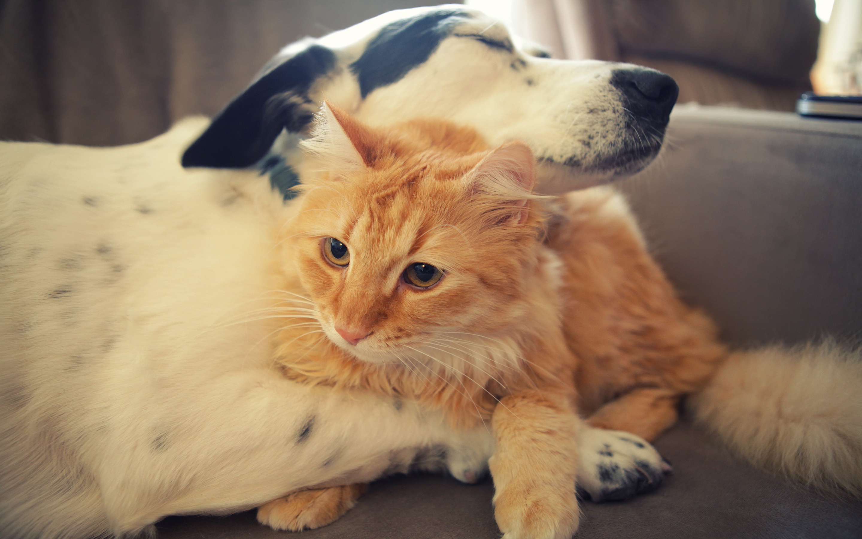 The 10 Cutest Types of Cat Hugs - Happy Hug Your Cat Day! | EntirelyPets