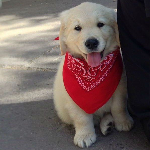15 Adorably Fashionable Pets Who Pull Off The Color Red Better Than You
