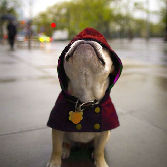 15 Adorably Fashionable Pets Who Pull Off The Color Red Better Than You