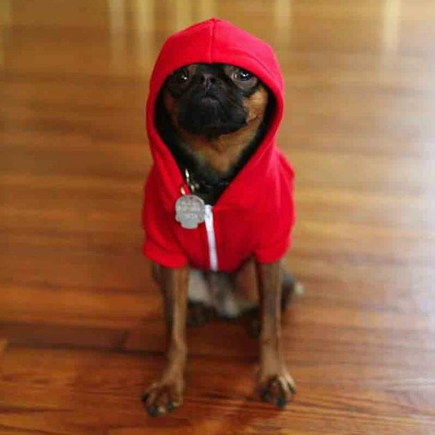 15 Adorably Fashionable Pets Who Pull Off The Color Red Better Than You
