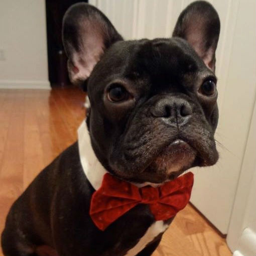 15 Adorably Fashionable Pets Who Pull Off The Color Red Better Than You