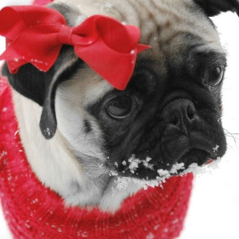 15 Adorably Fashionable Pets Who Pull Off The Color Red Better Than You