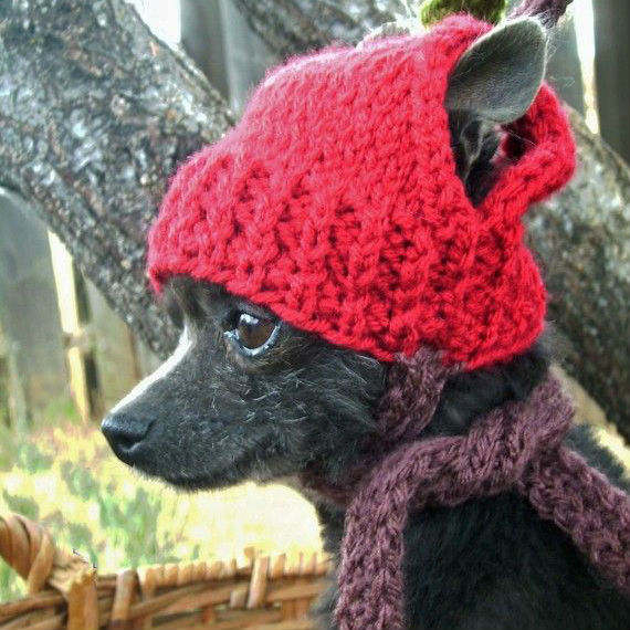 15 Adorably Fashionable Pets Who Pull Off The Color Red Better Than You