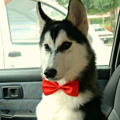 15 Adorably Fashionable Pets Who Pull Off The Color Red Better Than You