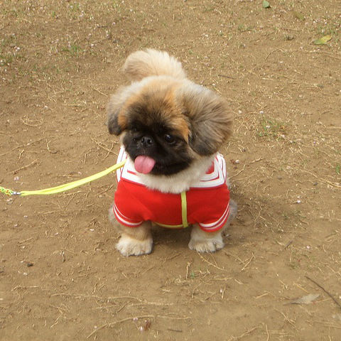 15 Adorably Fashionable Pets Who Pull Off The Color Red Better Than You