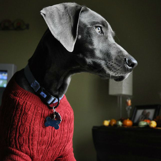 15 Adorably Fashionable Pets Who Pull Off The Color Red Better Than You