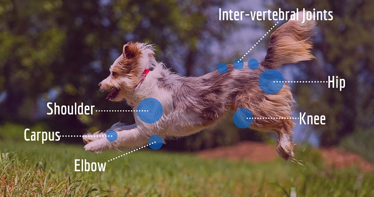 How To Maintain Your Pet’s Joints | On Sale | EntirelyPets