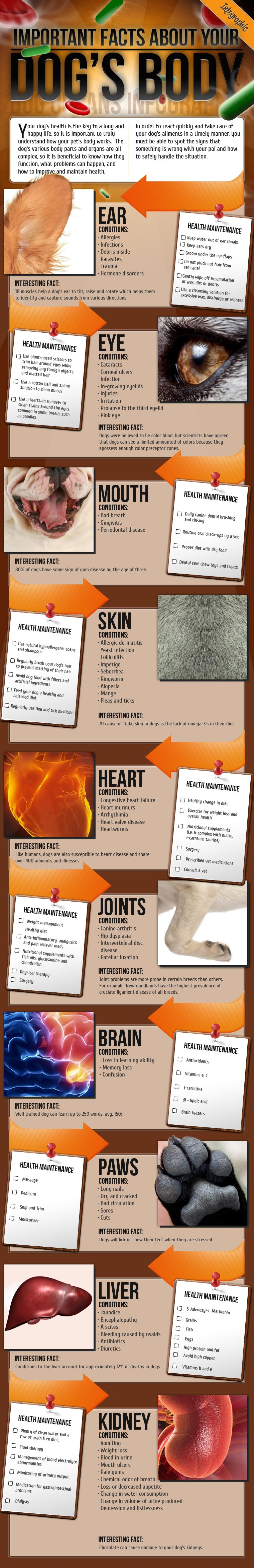 Dog Organs | Infographic | Canine Organs | Dog Body | EntirelyPets