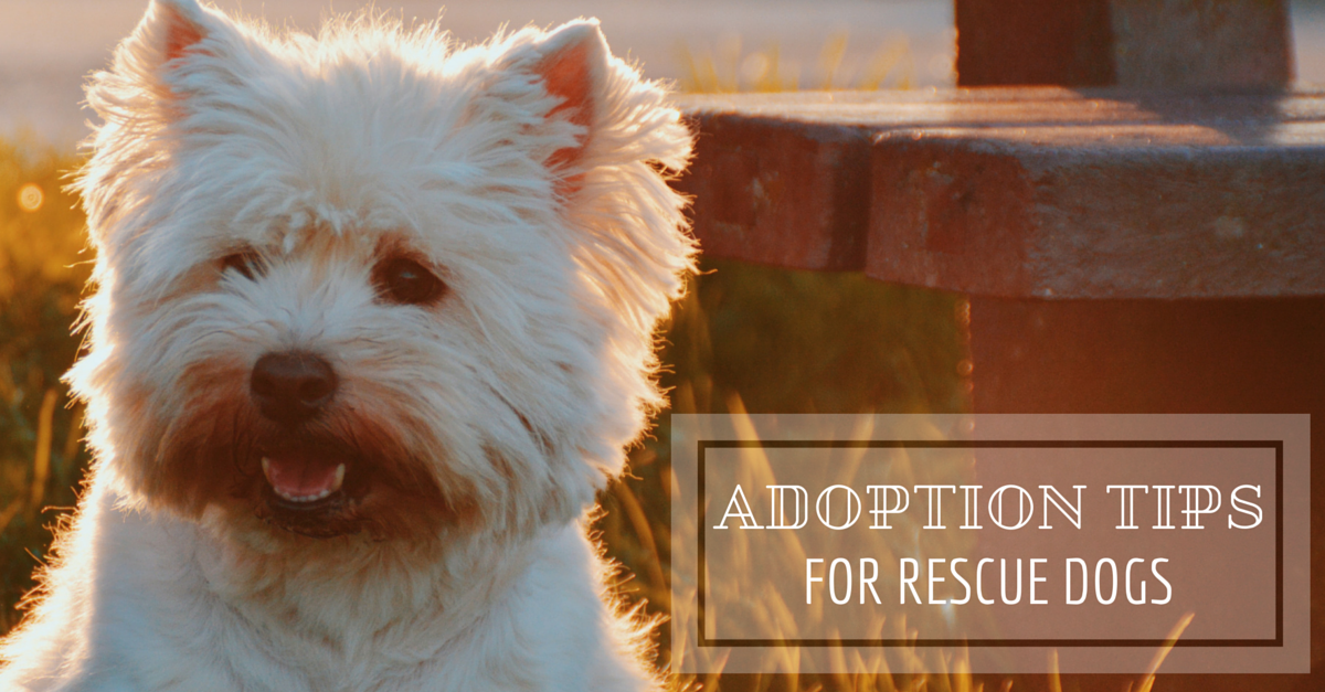 Smart Adoption Tips For Rescue Dogs | On Sale | EntirelyPets