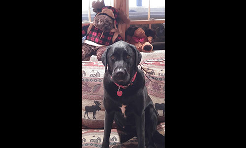 Meet Diesel, The Gentle Giant | On Sale | EntirelyPets