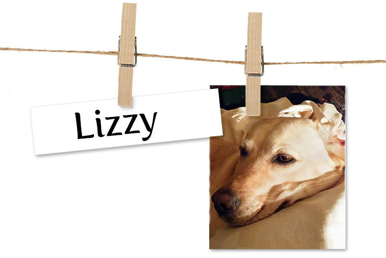 Meet Lizzy: An Amazing Service Dog Who Loves Adventure | On Sale ...