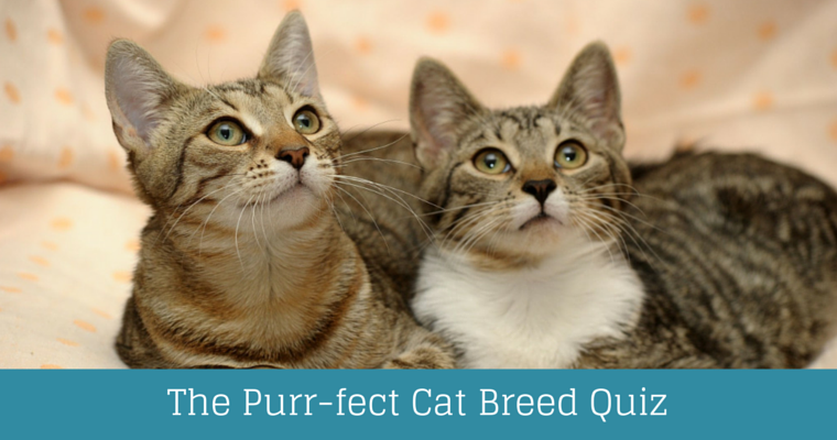 The Purr-fect Cat Breed Quiz: Test Your Knowledge! | EntirelyPets