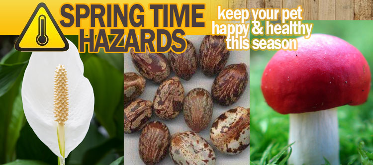 Spring Time Hazards | On Sale | EntirelyPets