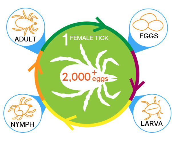 Flea and Tick Control Medicine | Flea and Tick Medication