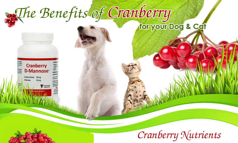 Cranberry Benefits and Products For Your Dog and Cat