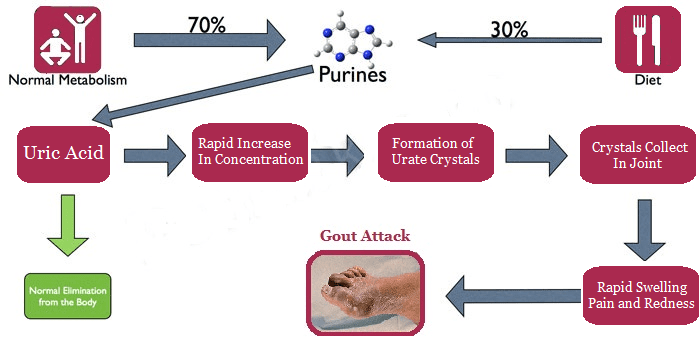 Hyperuricemia | Uric Acid levels in the blood | Normal Uric acid