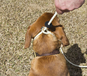 Wonder Lead by Delmar Smith -- 7 1/2 ft. | Gun Dog Supply