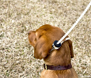 Wonder Lead by Delmar Smith -- 7 1/2 ft. | Gun Dog Supply