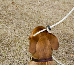 Wonder Lead by Delmar Smith -- 7 1/2 ft. | Gun Dog Supply