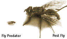 A Three Step Integrated Fly Management Plan by Steve Snell.