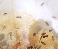 A Three Step Integrated Fly Management Plan by Steve Snell.